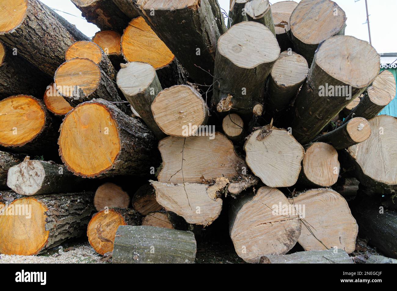 Lviv, Ukraine 16 february 2023. Logs of uncut wood is seen. People ...