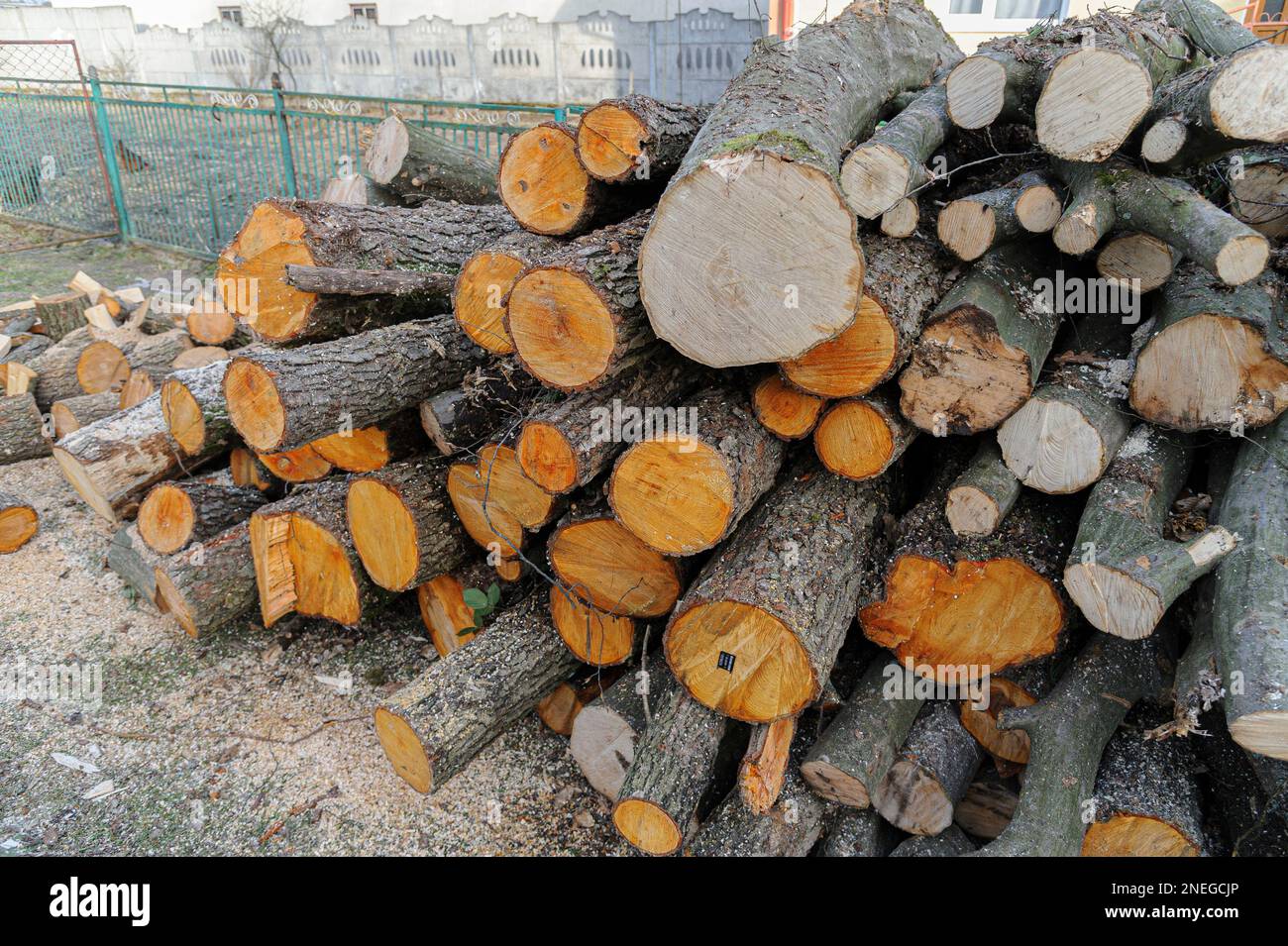 Lviv, Ukraine 16 february 2023. Logs of uncut wood is seen. People ...