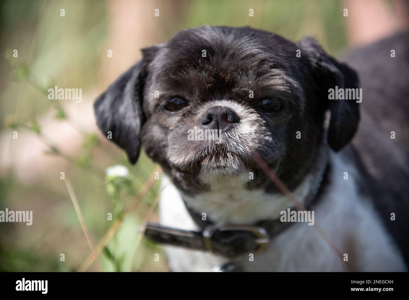 Belgian dog hi-res stock photography and images - Alamy