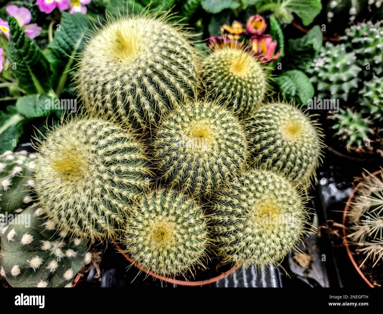 Fuzzy cactus hi-res stock photography and images - Alamy