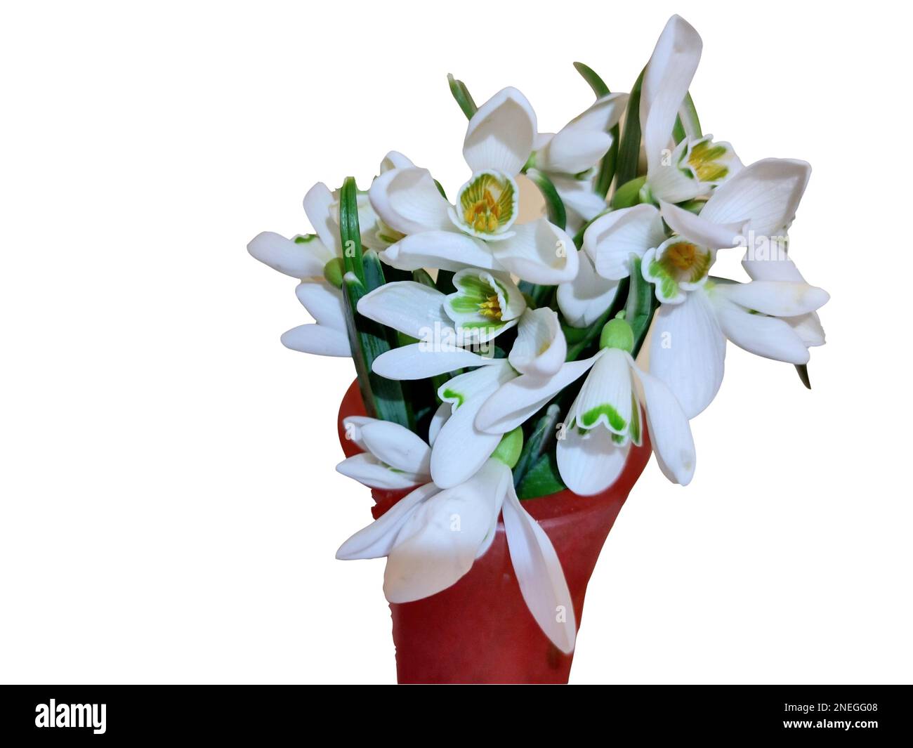 snowdrops flowers isolated on white Stock Photo - Alamy