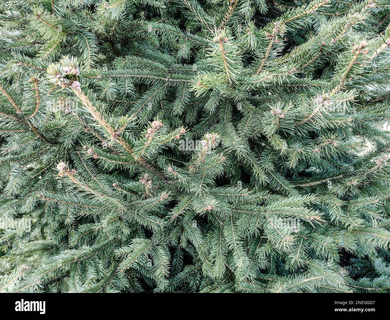Fir tree close up hi-res stock photography and images - Alamy