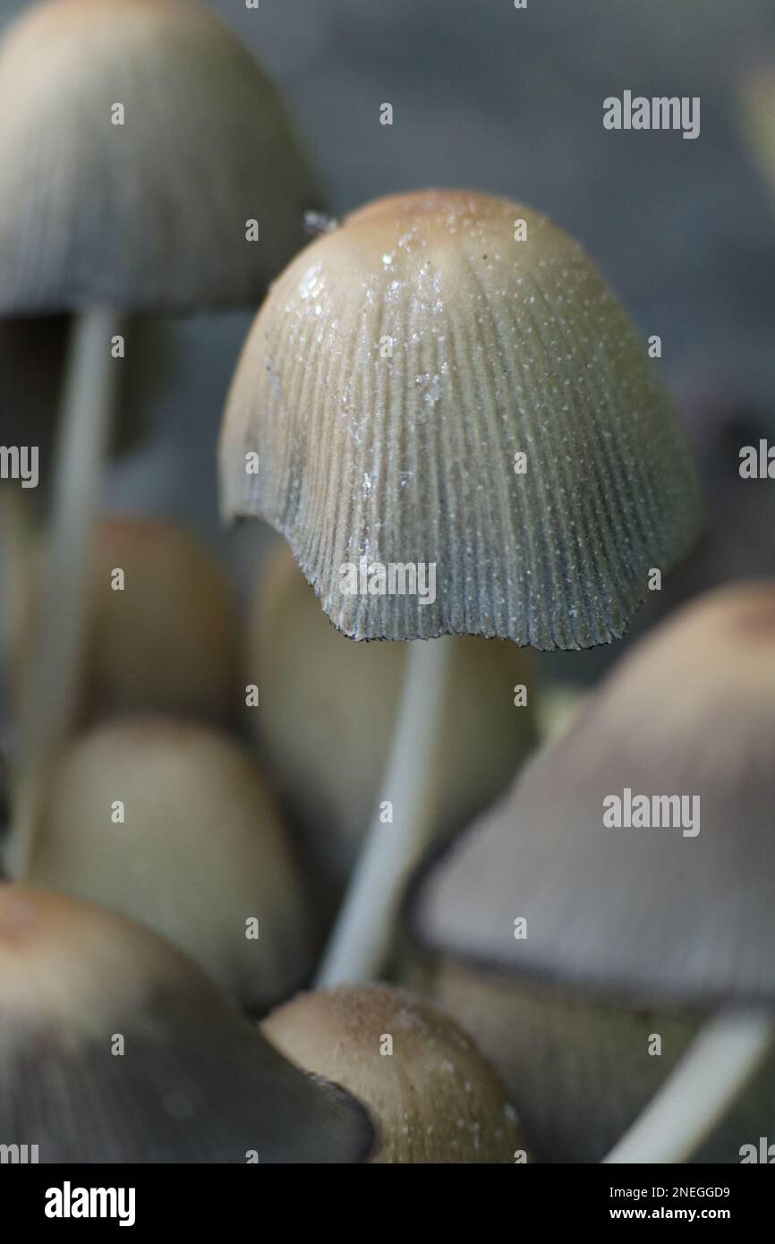 Fairy inkcap hi-res stock photography and images - Alamy