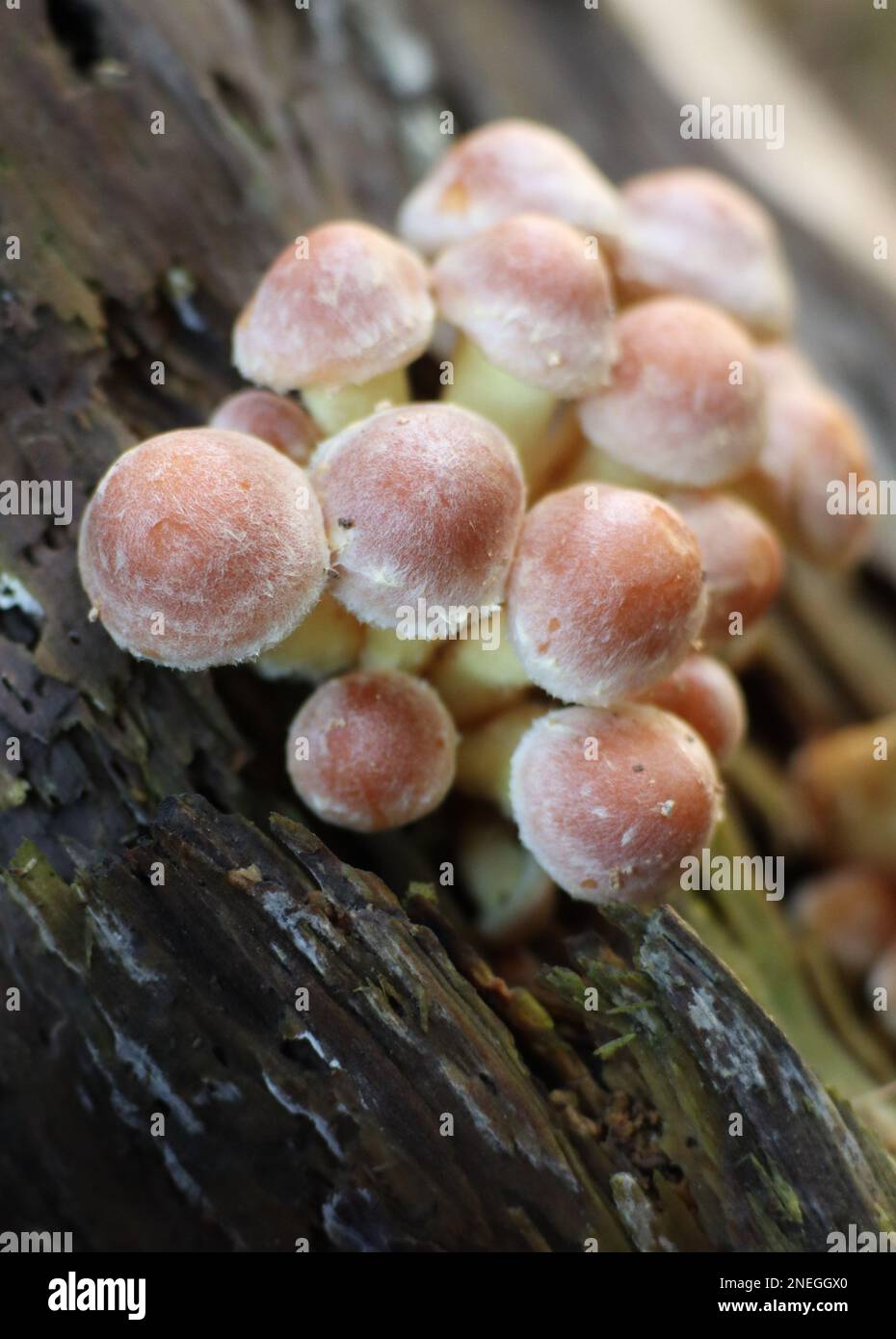 Mushrooms sulphur tuft on tree Stock Photo - Alamy