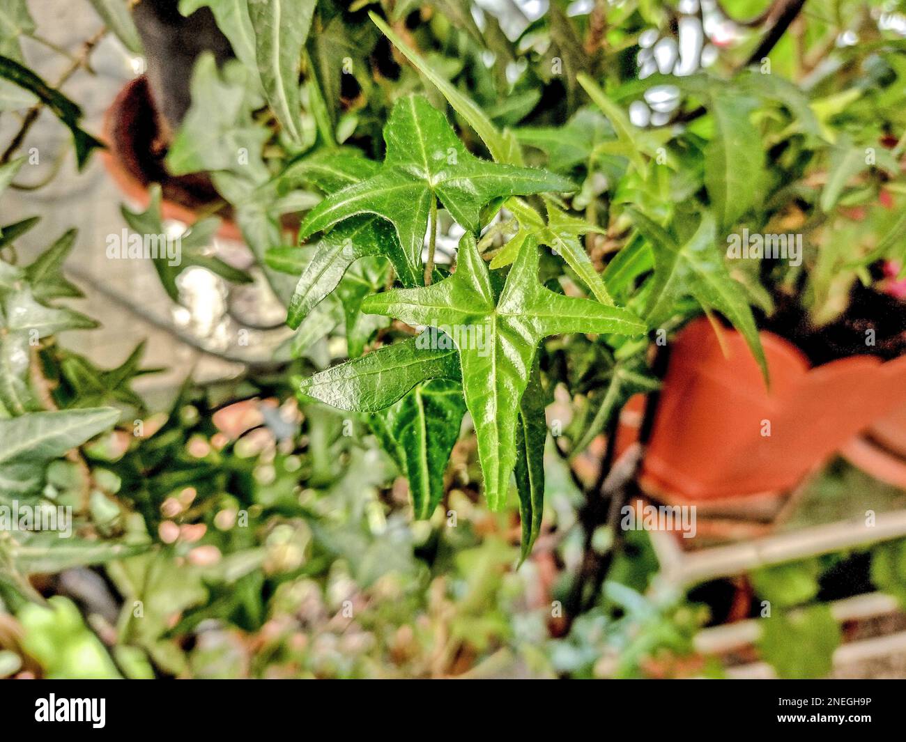 Hedera helix plant in the pot Stock Photo - Alamy