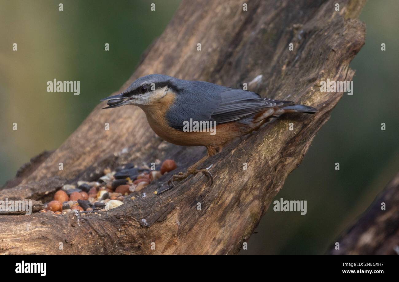 Female nuthatch hi-res stock photography and images - Alamy