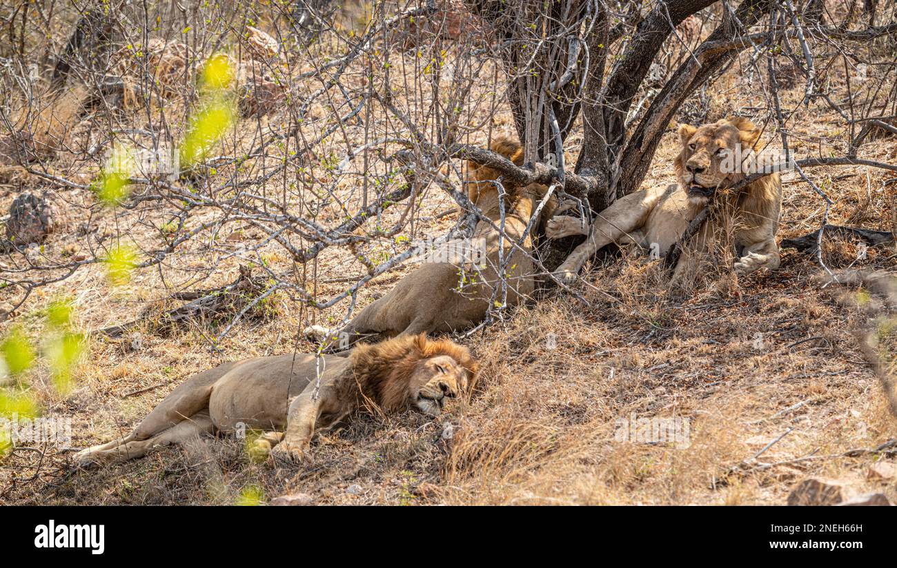 Group of young male Lions (Panthera Leo) at Kruger National Park, South ...