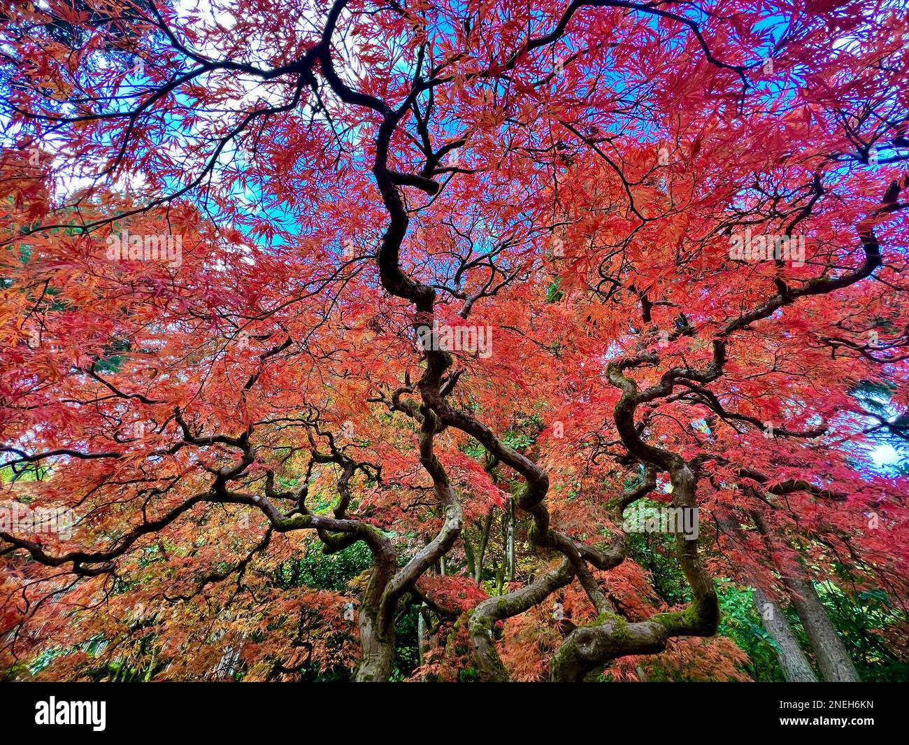 Seattle Japanese garden in the fall, 2022 Stock Photo - Alamy
