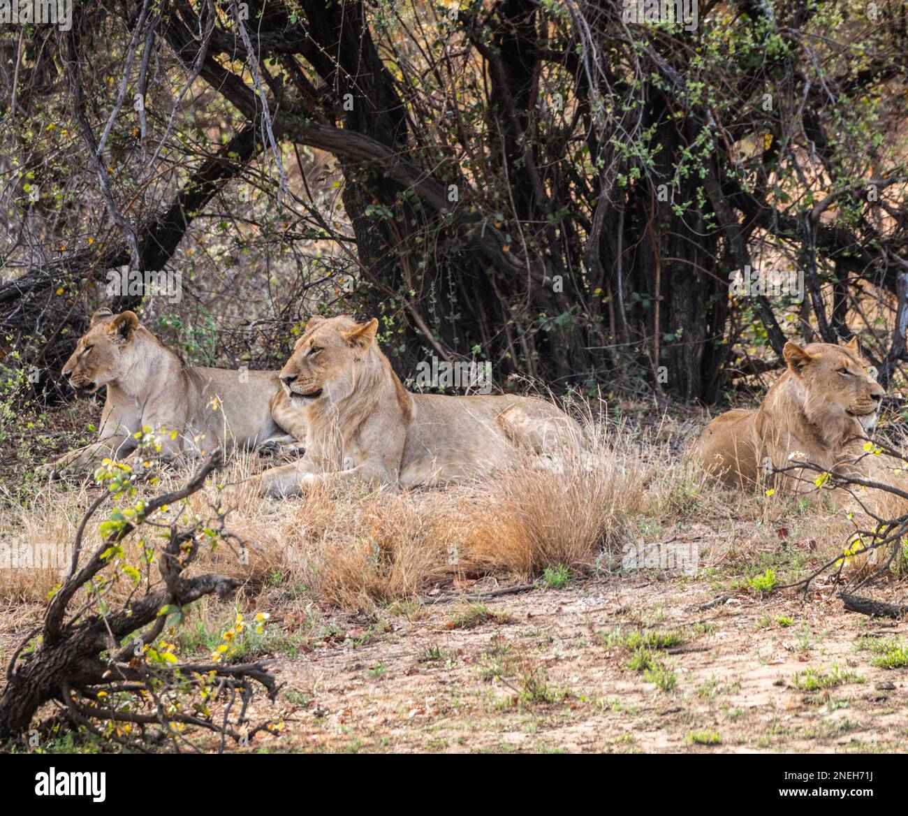 Group of young Lions (Panthera Leo) in Kruger National Park, South ...