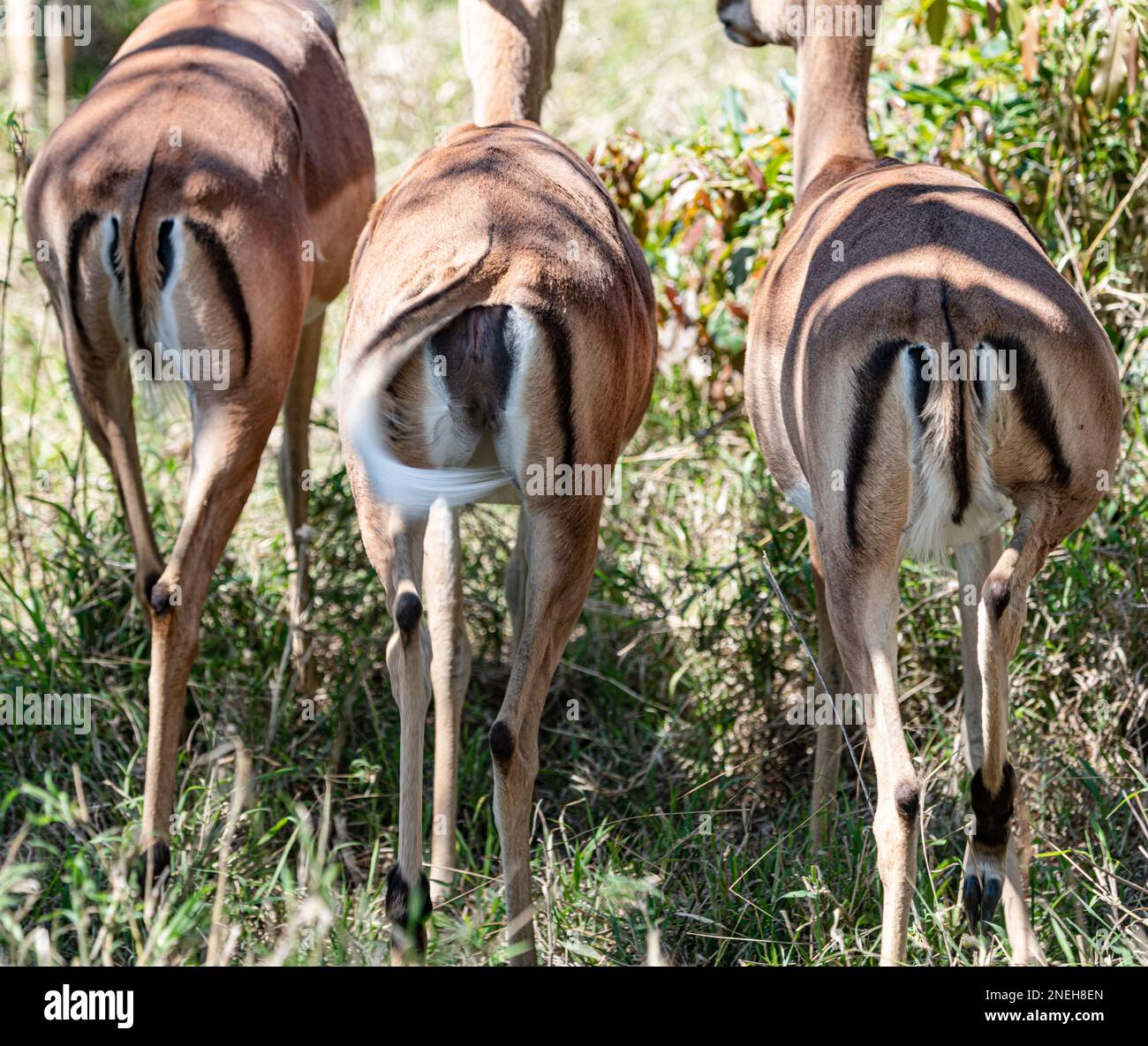 Group of Impalas (Aepyceros Melampus) rear view at Kruger National Park ...