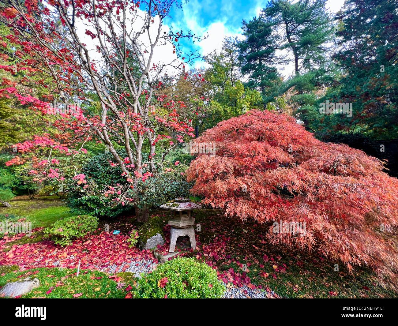 Seattle Japanese garden in the fall, 2022 Stock Photo - Alamy