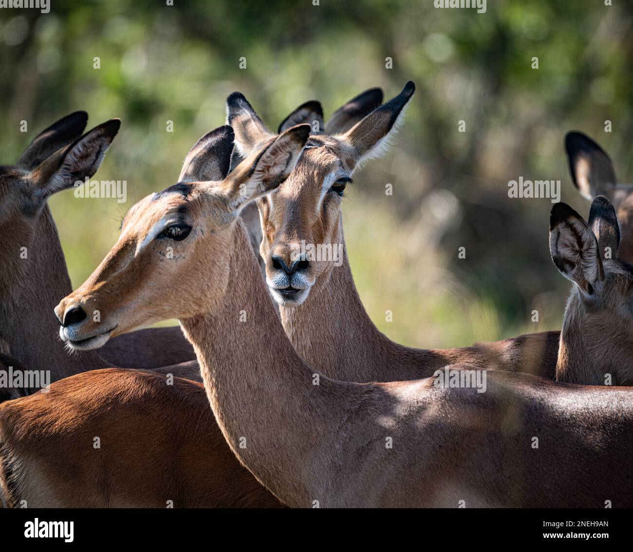 Impalas (Aepyceros Melampus) in the Kruger National Park, South Africa ...