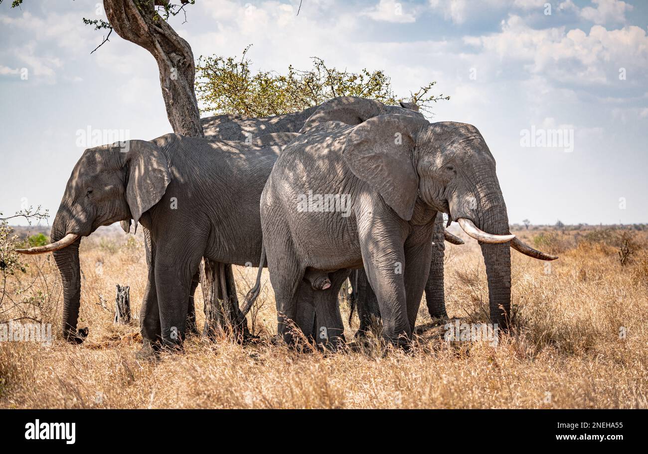 Bull elephant in shadow hi-res stock photography and images - Alamy