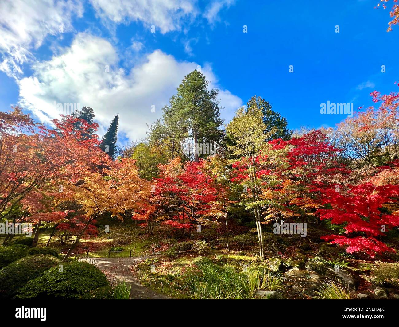 Seattle Japanese garden in the fall, 2022 Stock Photo - Alamy