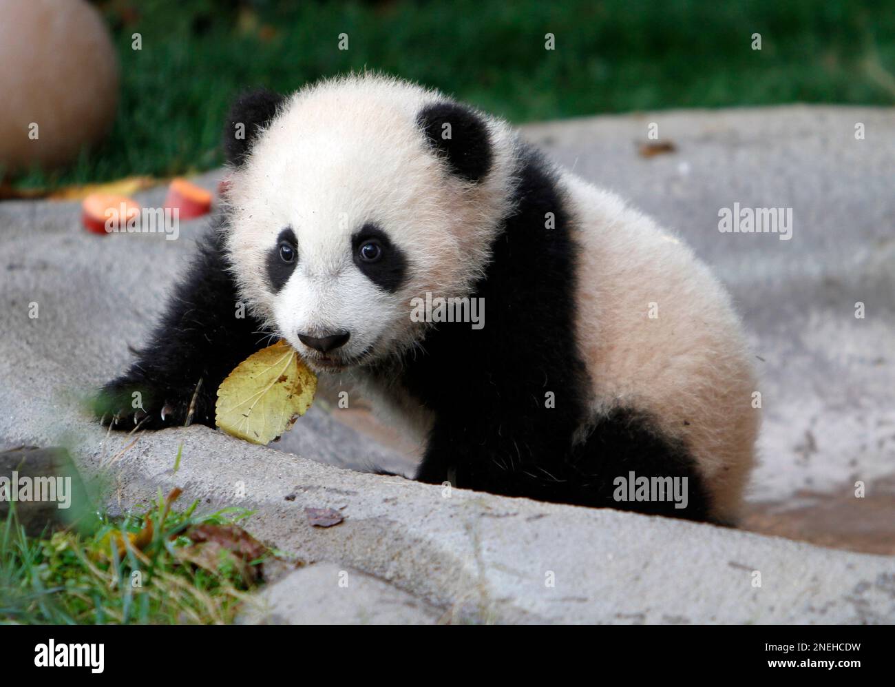 Yun Zi, the five-month-old panda cub, plays in one of the panda exhibit ...