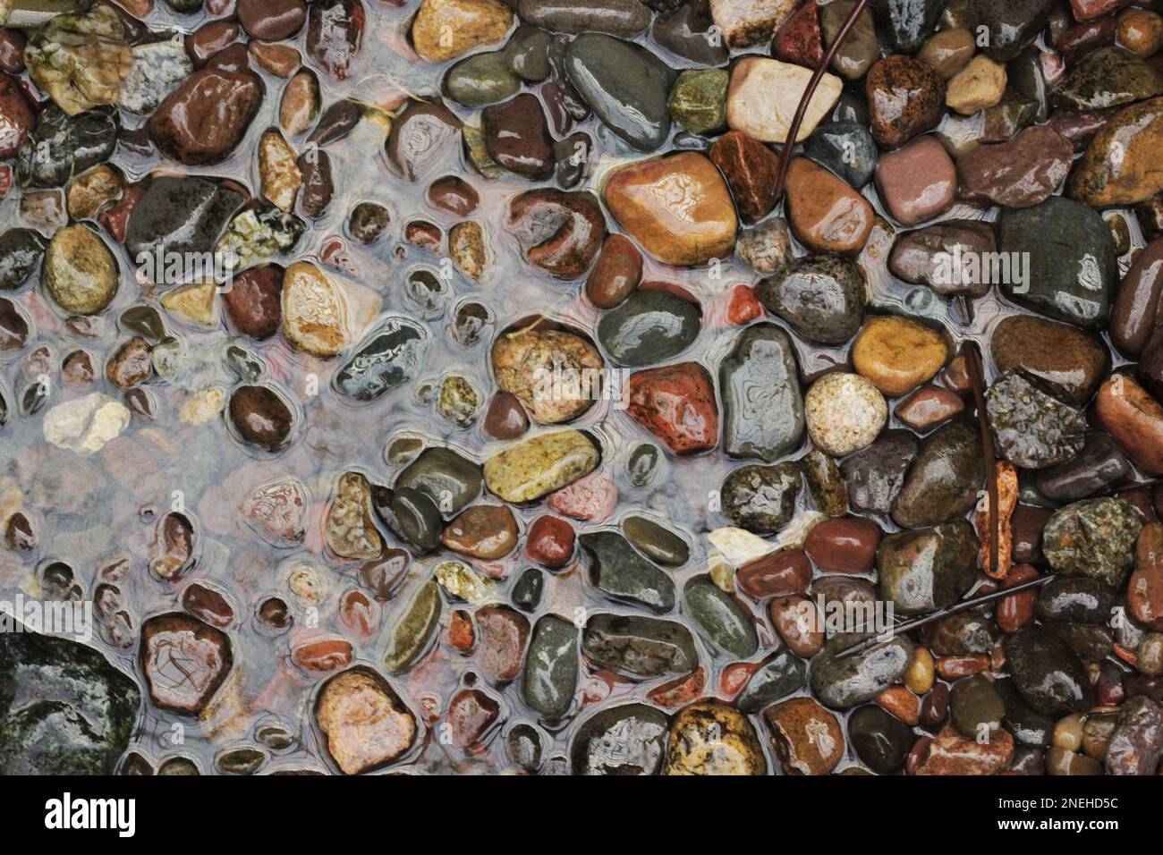 Shallow water full of river rocks and stones Stock Photo - Alamy