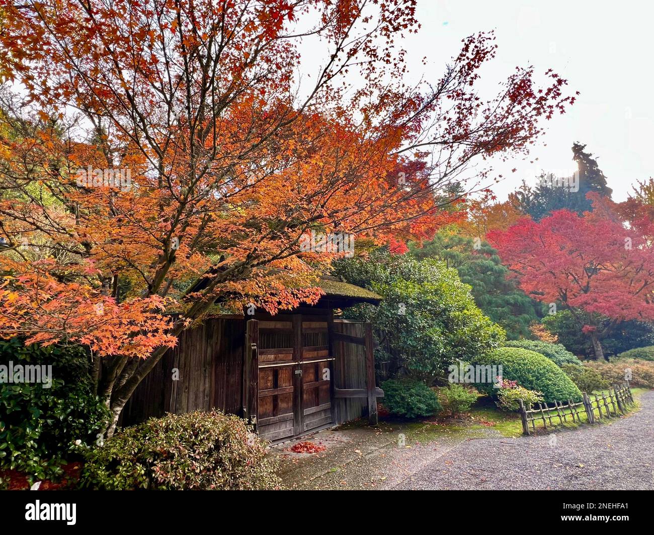 Seattle Japanese garden in the fall, 2022 Stock Photo - Alamy