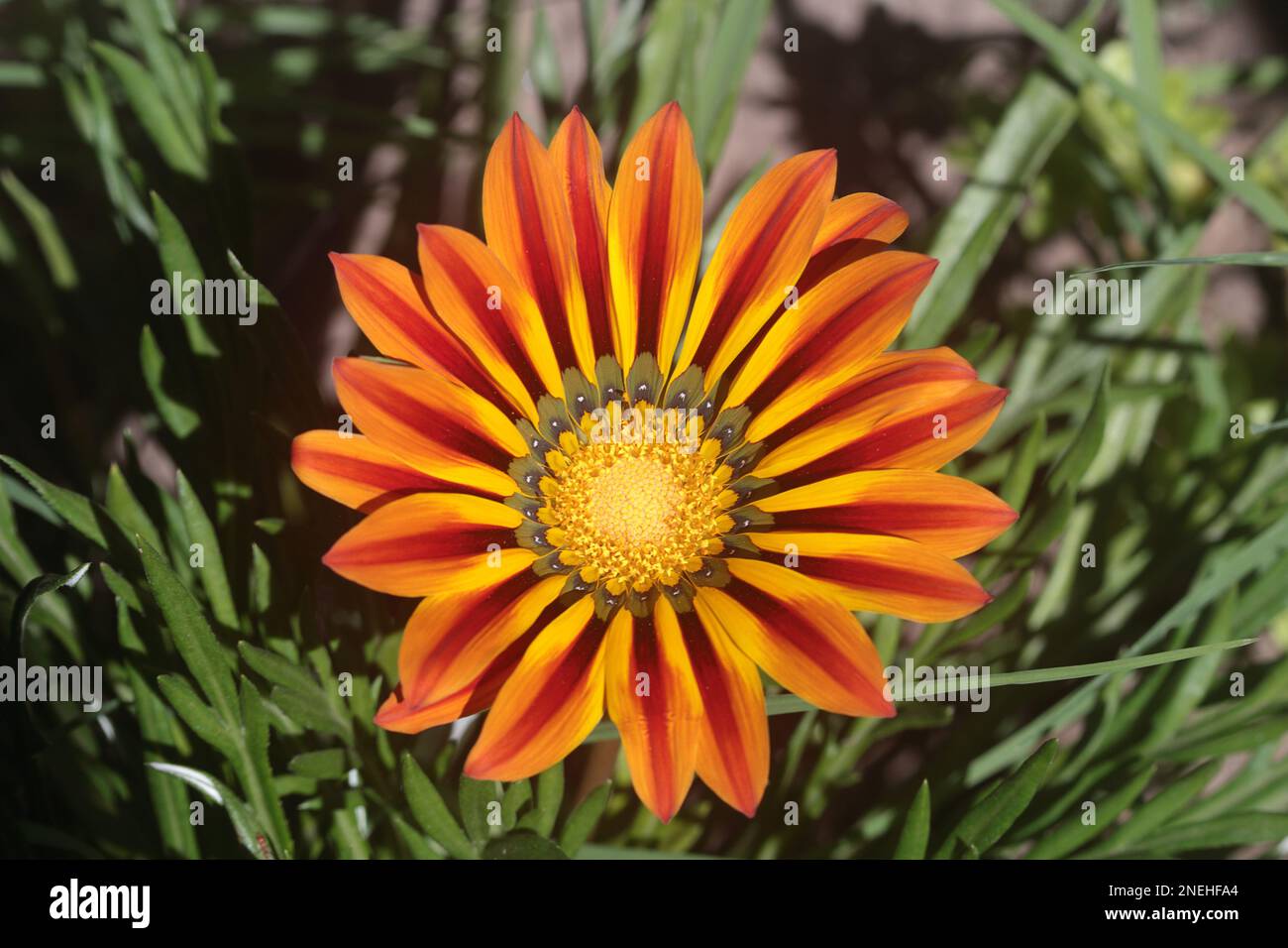 Striped treasure flower hi-res stock photography and images - Alamy
