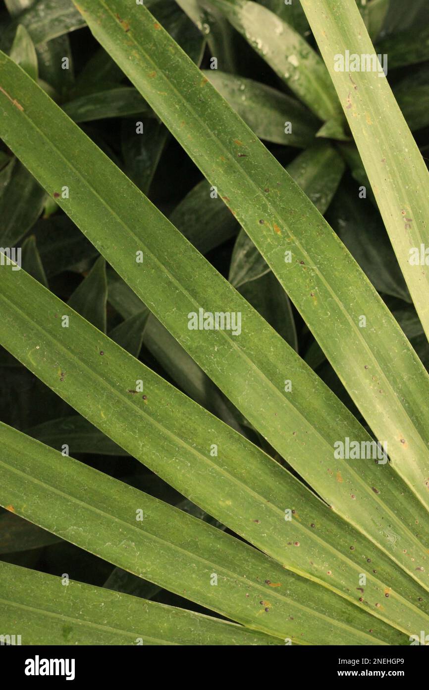 Full frame view of a beautiful tropical palm tree leaf Stock Photo - Alamy