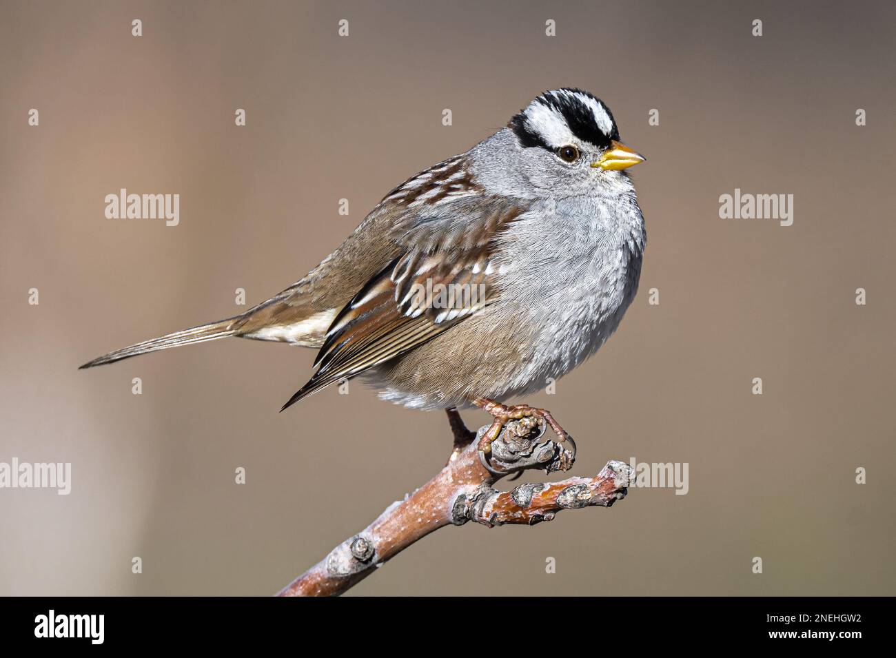 Perched White-crowned Sparrow (Zonotrichia leucophrys Stock Photo - Alamy
