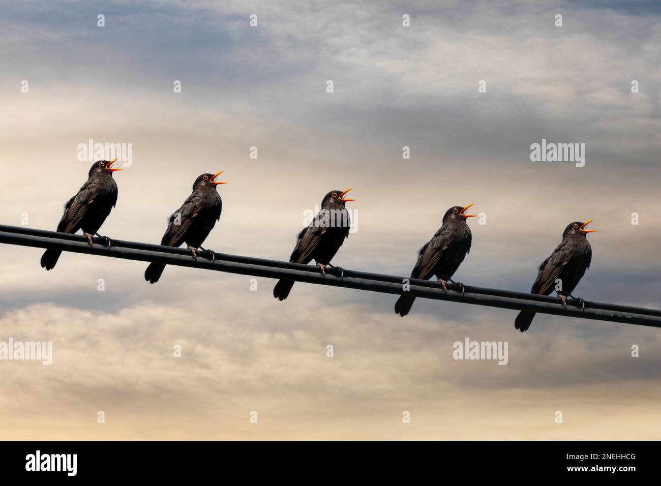 black bird sings on the wire, Common Blackbird, Turdus merula Stock ...