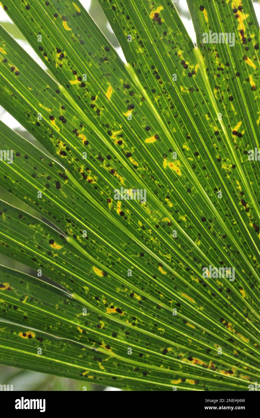 Full frame view of a beautiful tropical palm tree leaf Stock Photo - Alamy