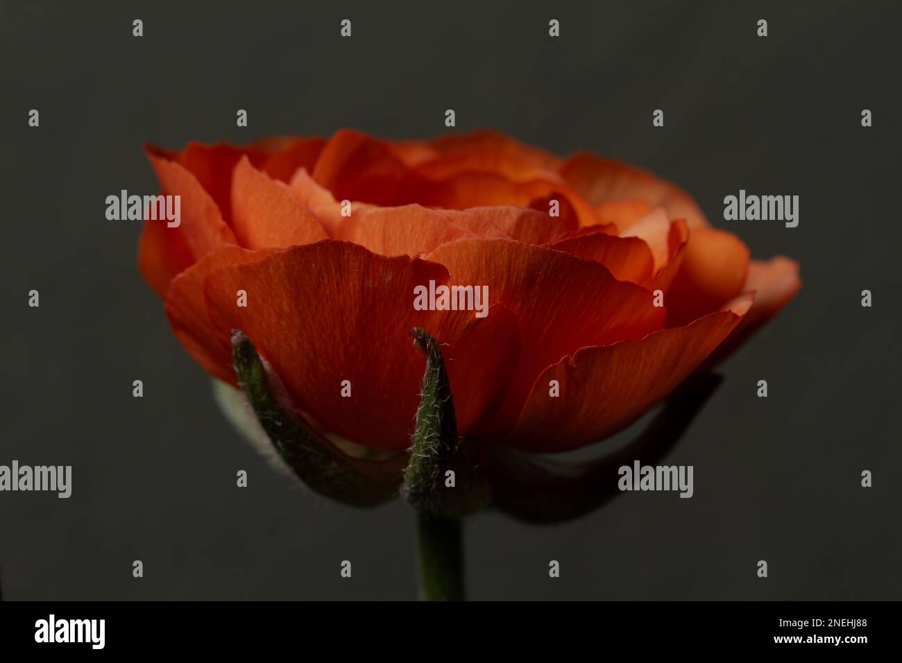 Single red ranunculus flower hi-res stock photography and images - Alamy