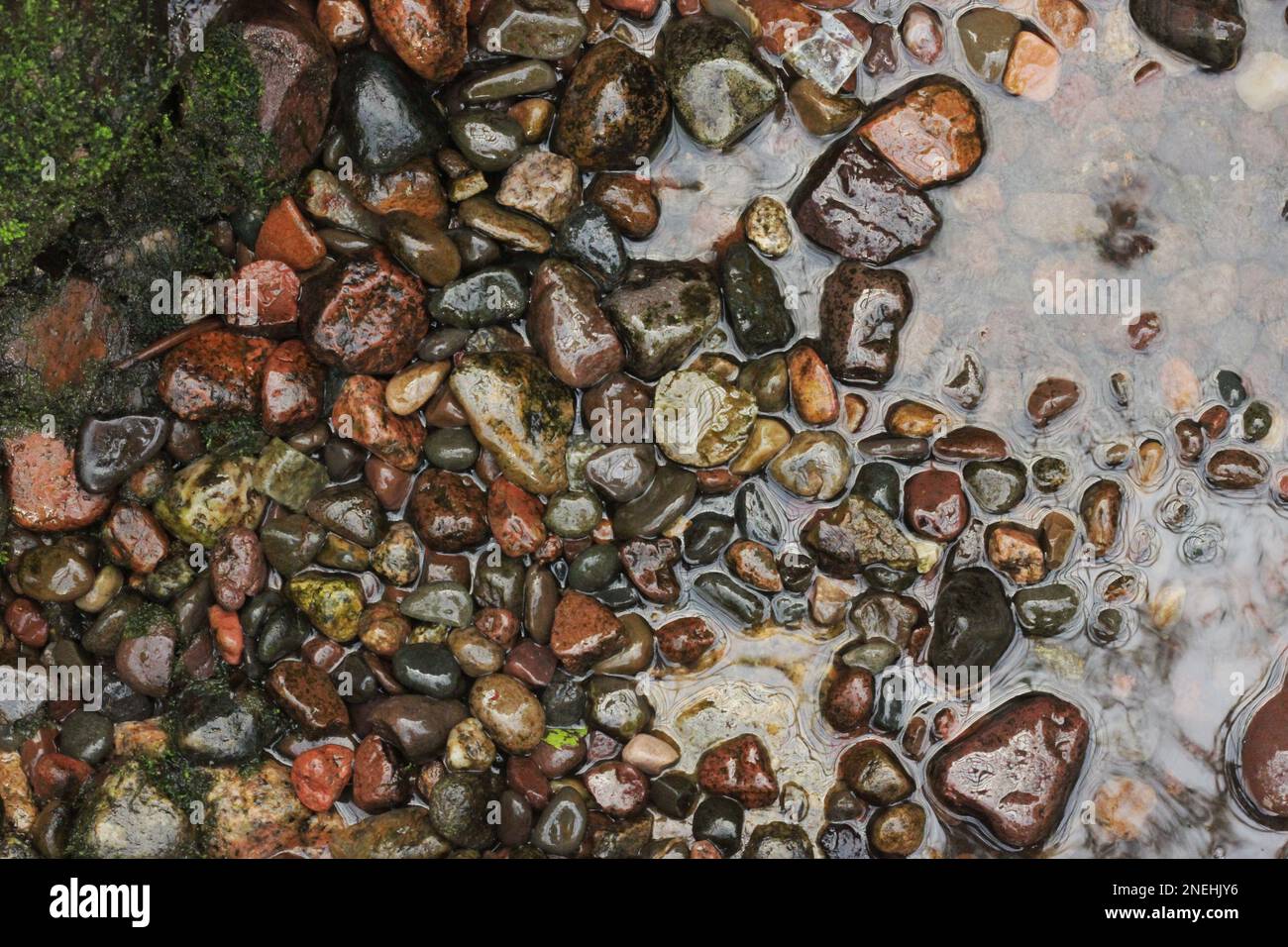 Wet river rocks covering the bottom of the creek Stock Photo - Alamy