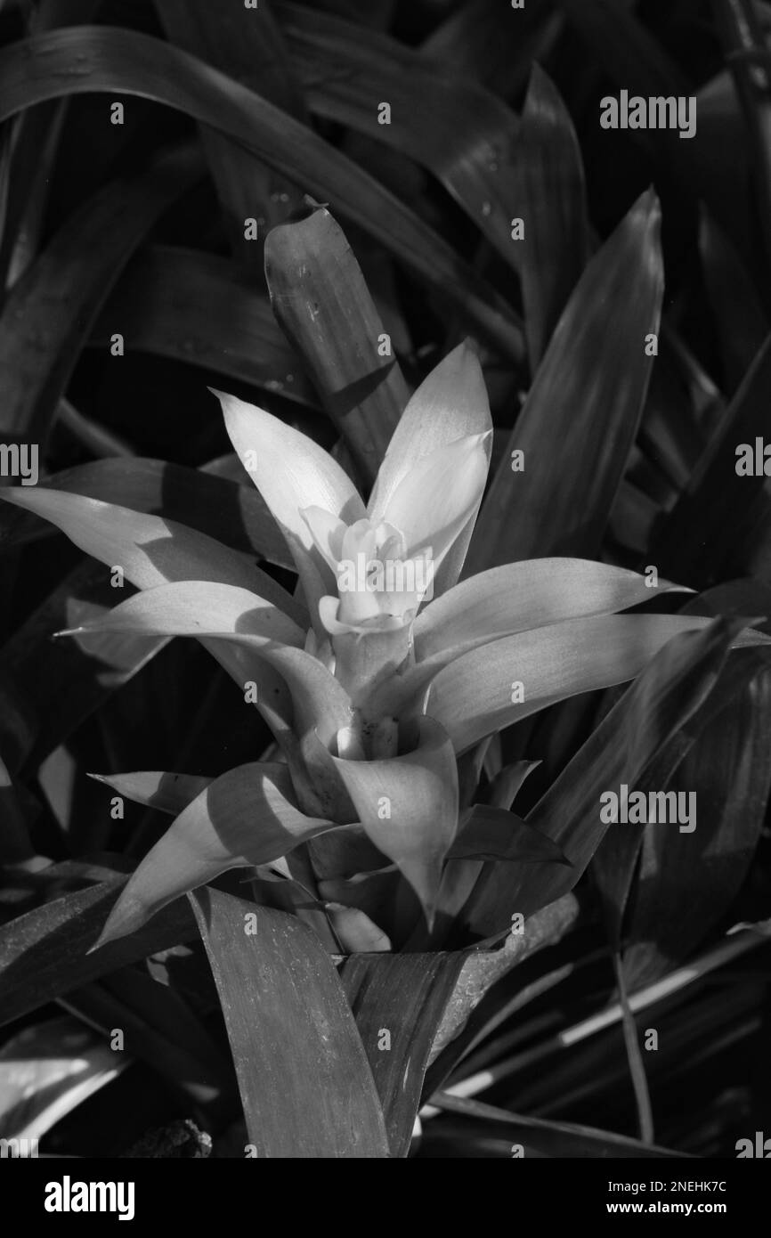 Beautiful huge bright bromeliad flower growing in the tropical ...