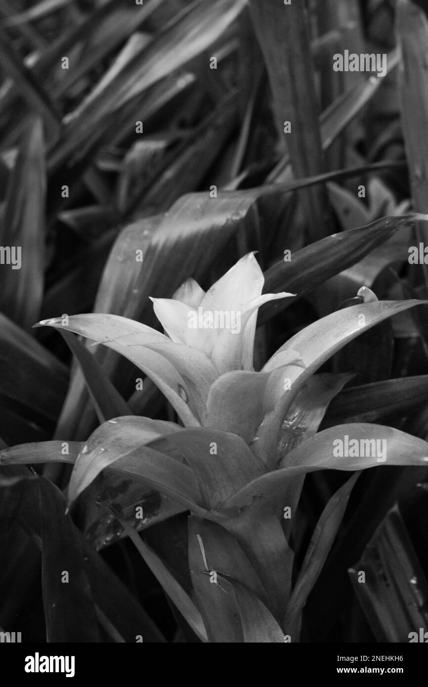 Beautiful huge bright bromeliad flower growing in the tropical ...