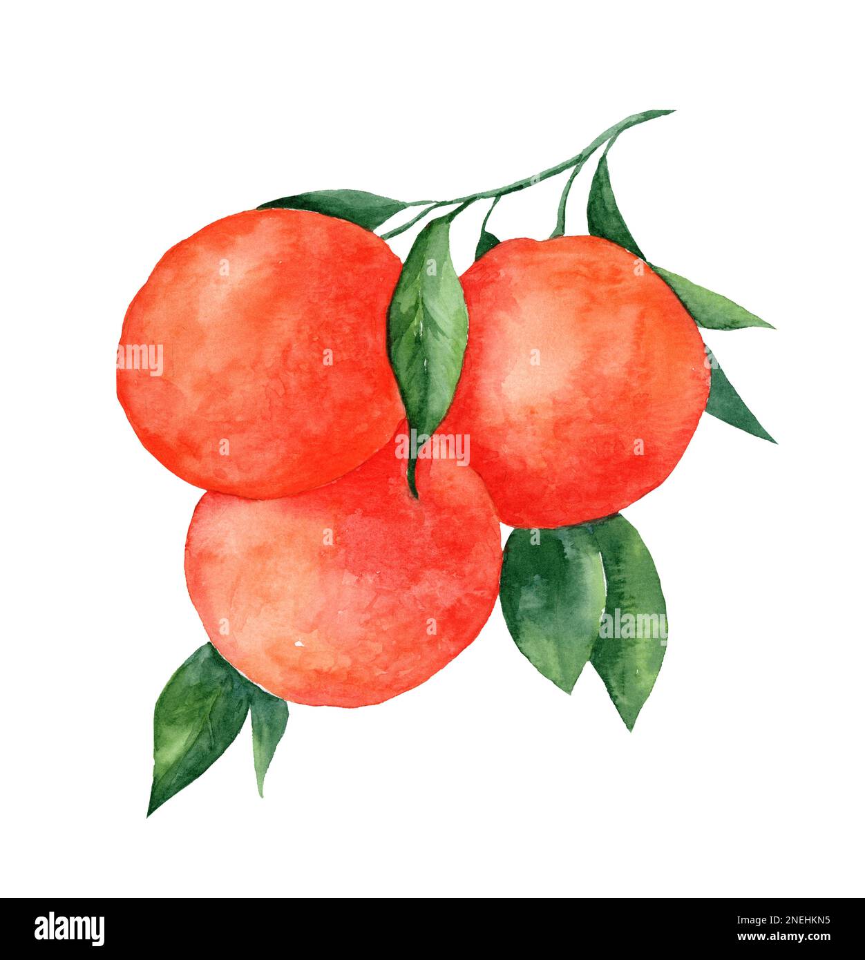 Branches of an orange with green leaves, flowers on an isolated white ...