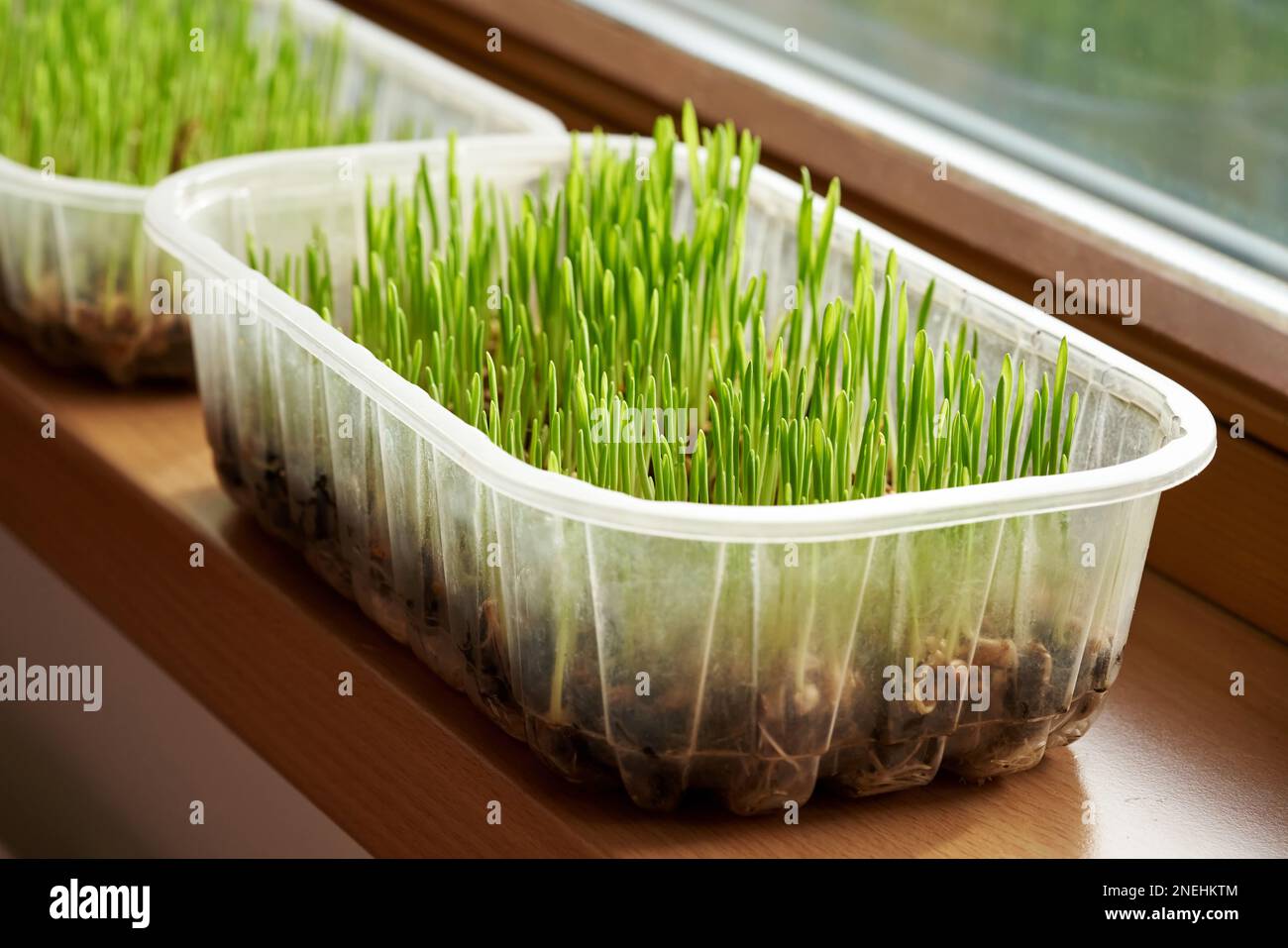 Fresh young green barley grass growing in soil on the windowsill Stock ...