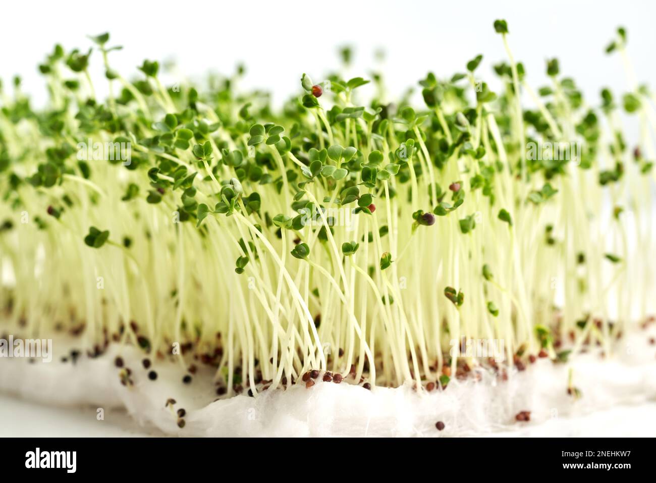 Fresh broccoli sprouts or microgreens growing on cottonwool Stock Photo ...