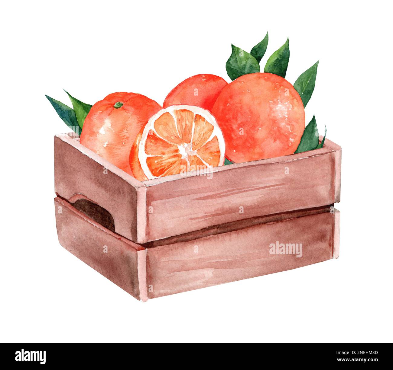 Fresh ripe oranges in a wooden box. Watercolor hand drawn illustration ...