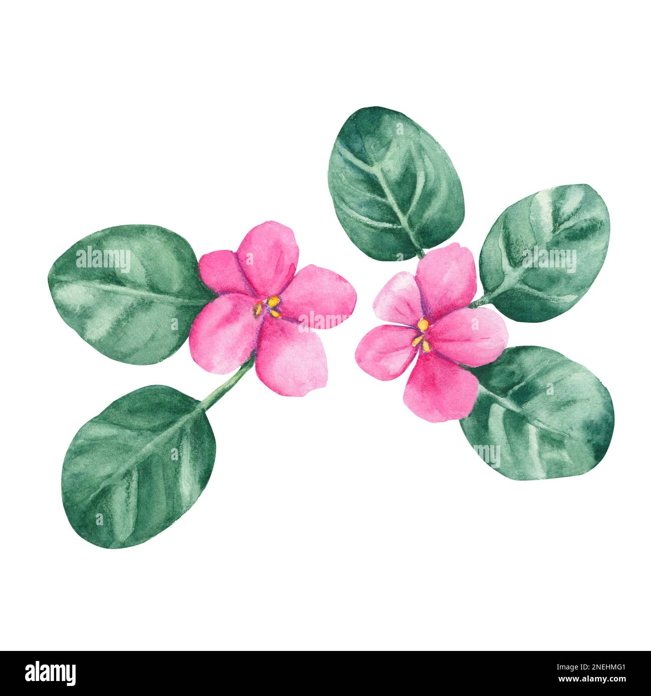 Violet flowers. African violets. Watercolor illustration isolated on ...