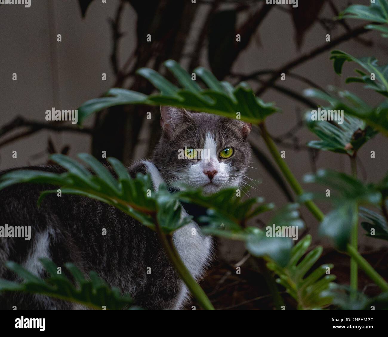 A selective focus of a cat between leaves at a garden Stock Photo - Alamy