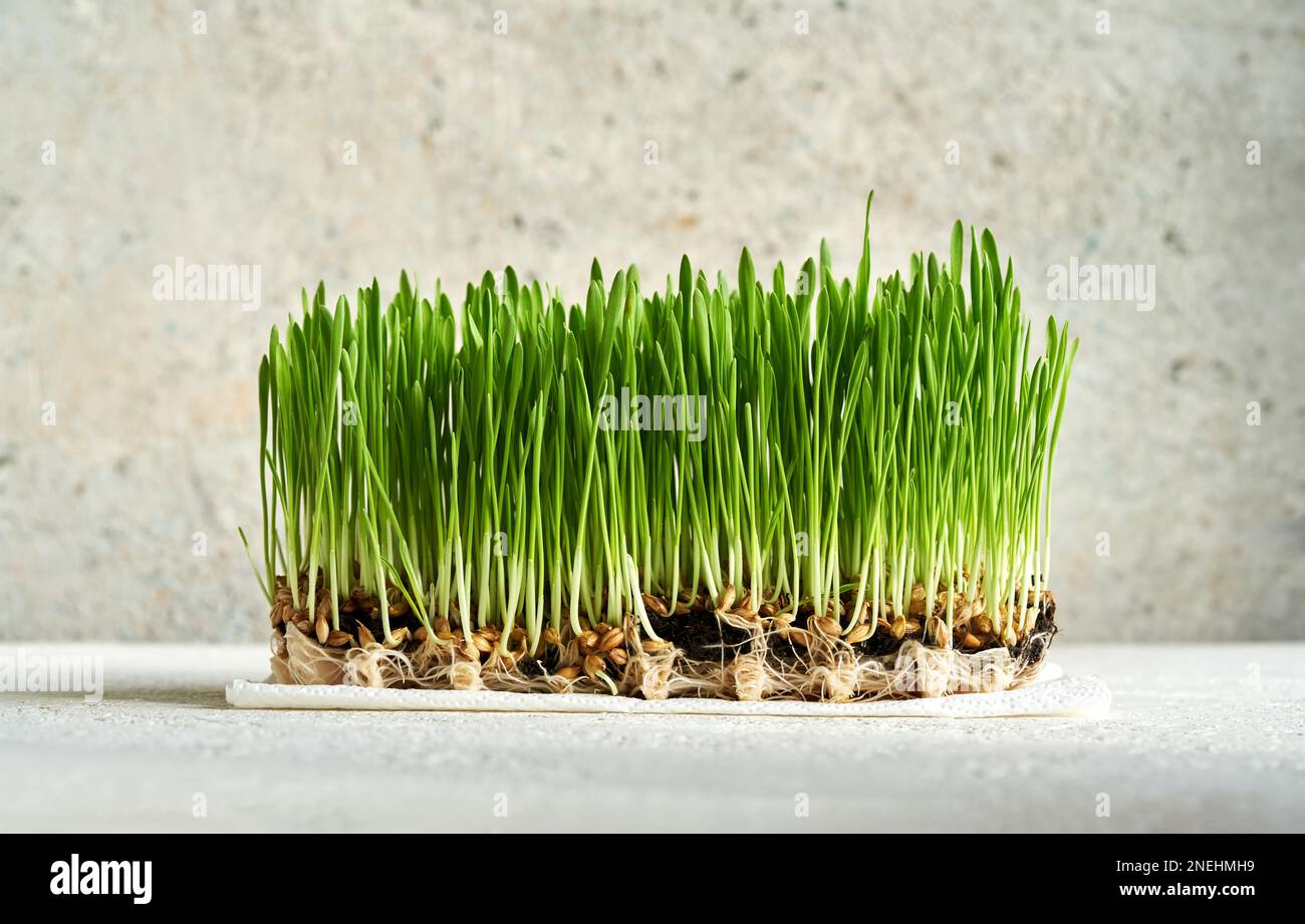 Fresh young green barley grass growing in soil, with roots and seeds ...