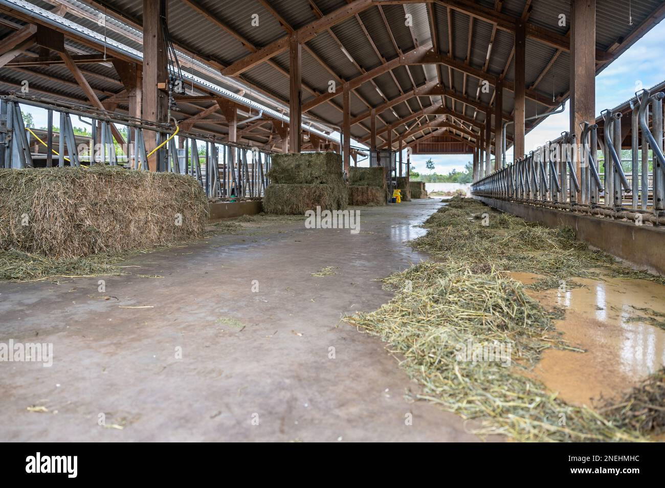 empty cowshed without cows on a farm, separated spaces for the cows ...