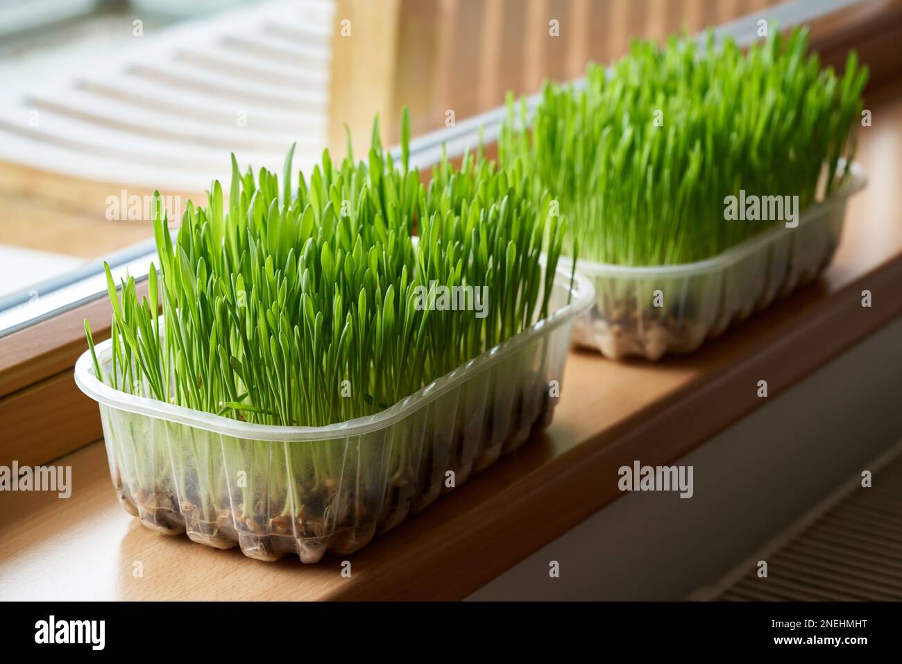 Fresh young green barley grass growing in plastic containers indoors on ...