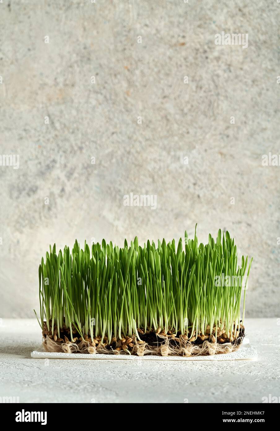 Fresh young green barley grass blades growing in soil, with copy space ...