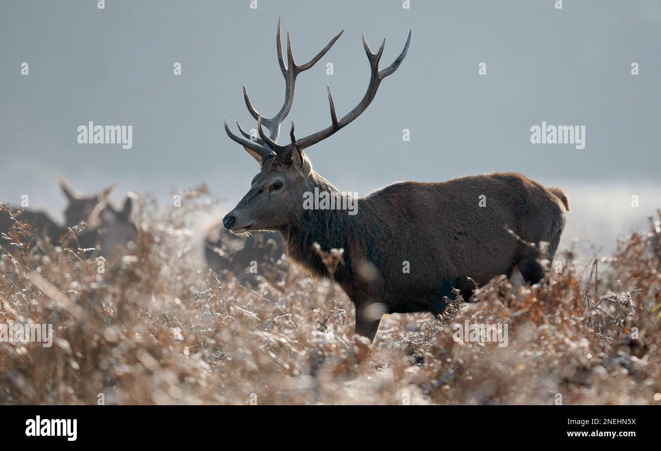 The breath of stag is seen as it forages for food in Richmond Park in ...