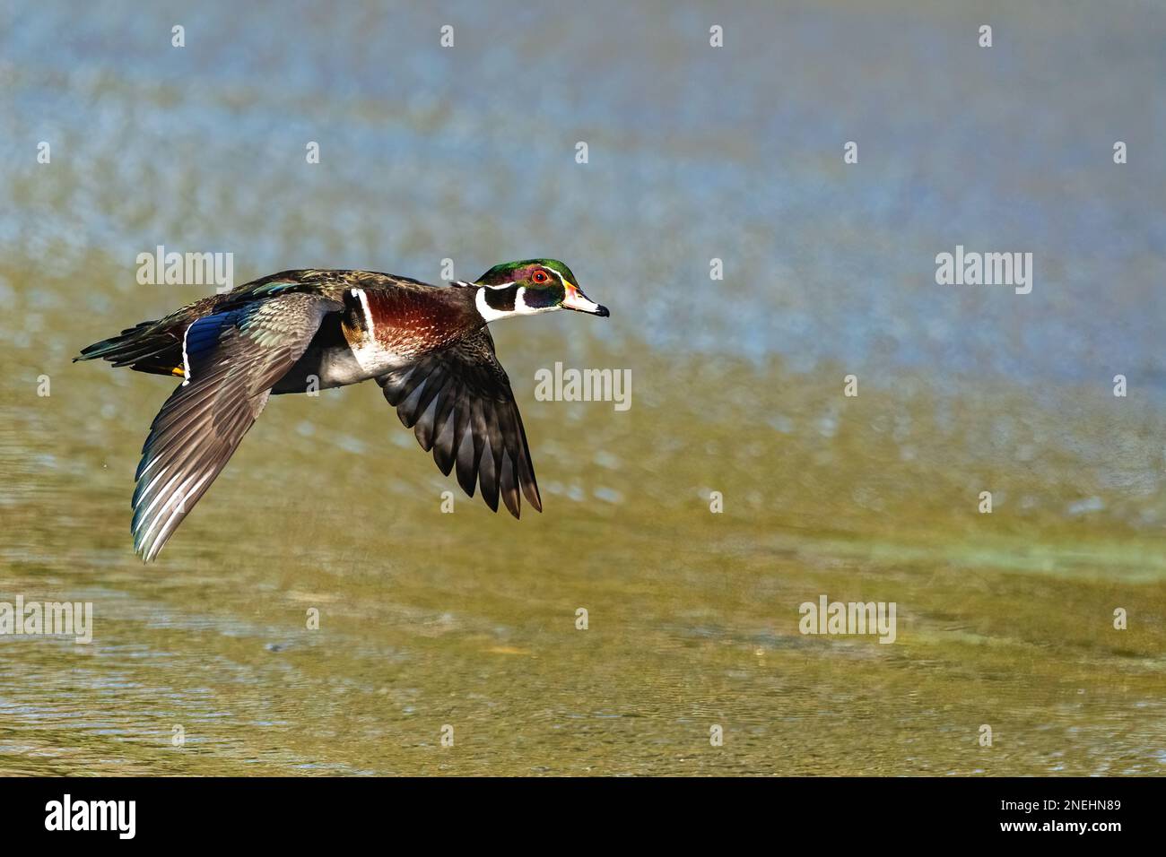 Flying wood duck hi-res stock photography and images - Alamy