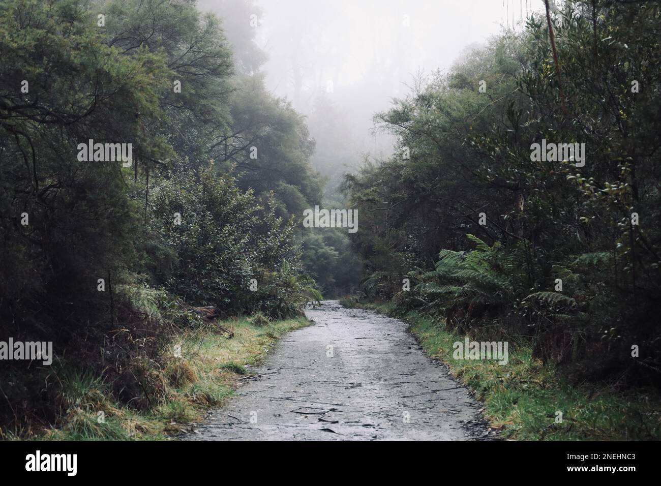 Catalina Race Track Stock Photo - Alamy