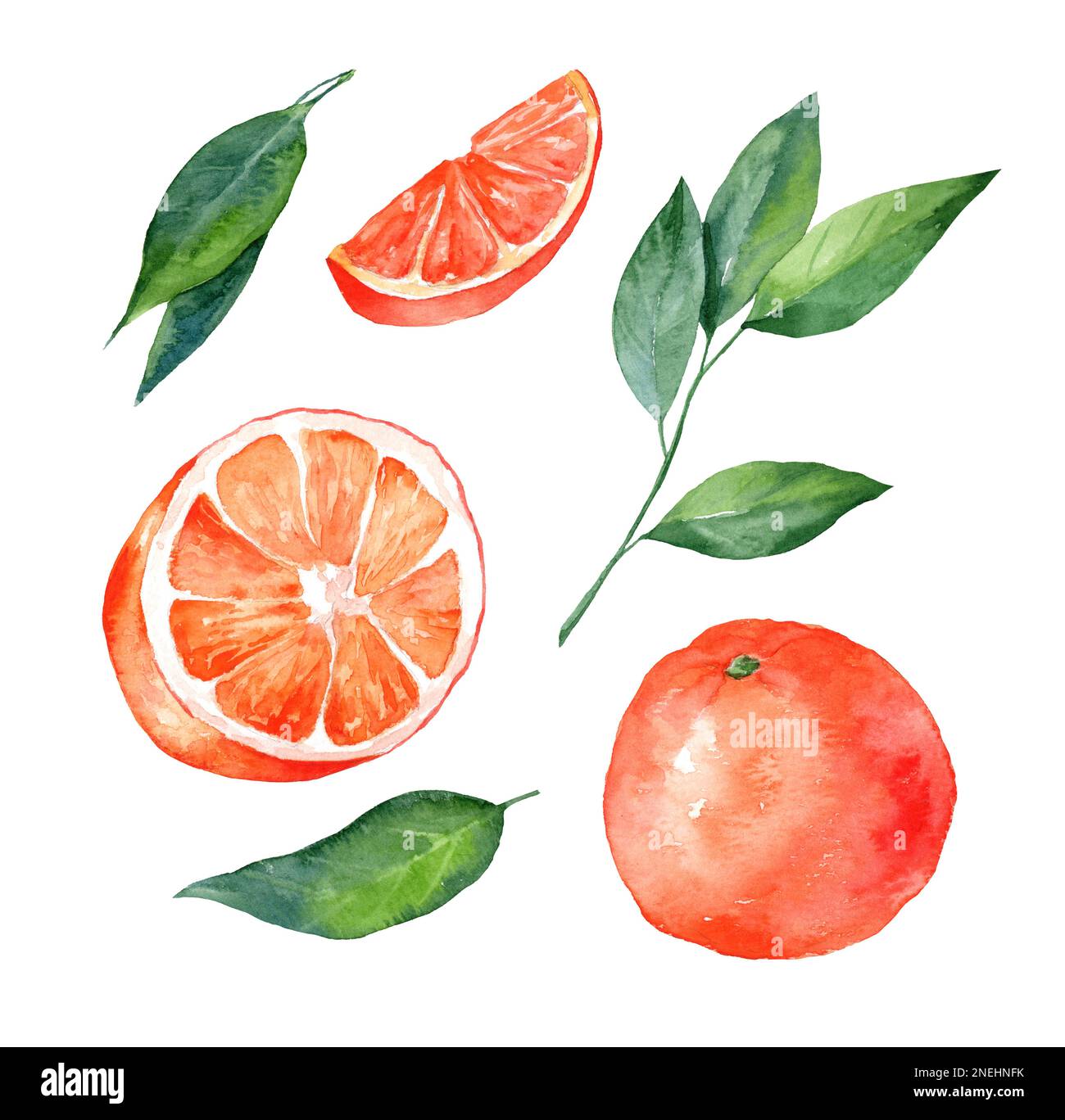 Orange Fruit With Leaf Drawing