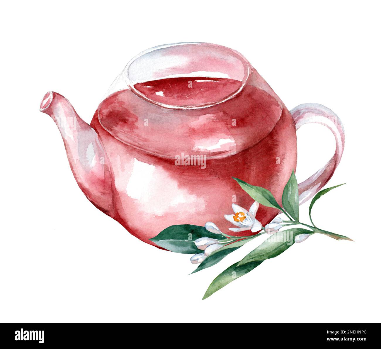 Teapot with herbal tea and orange flowers. Hand drawn watercolor ...