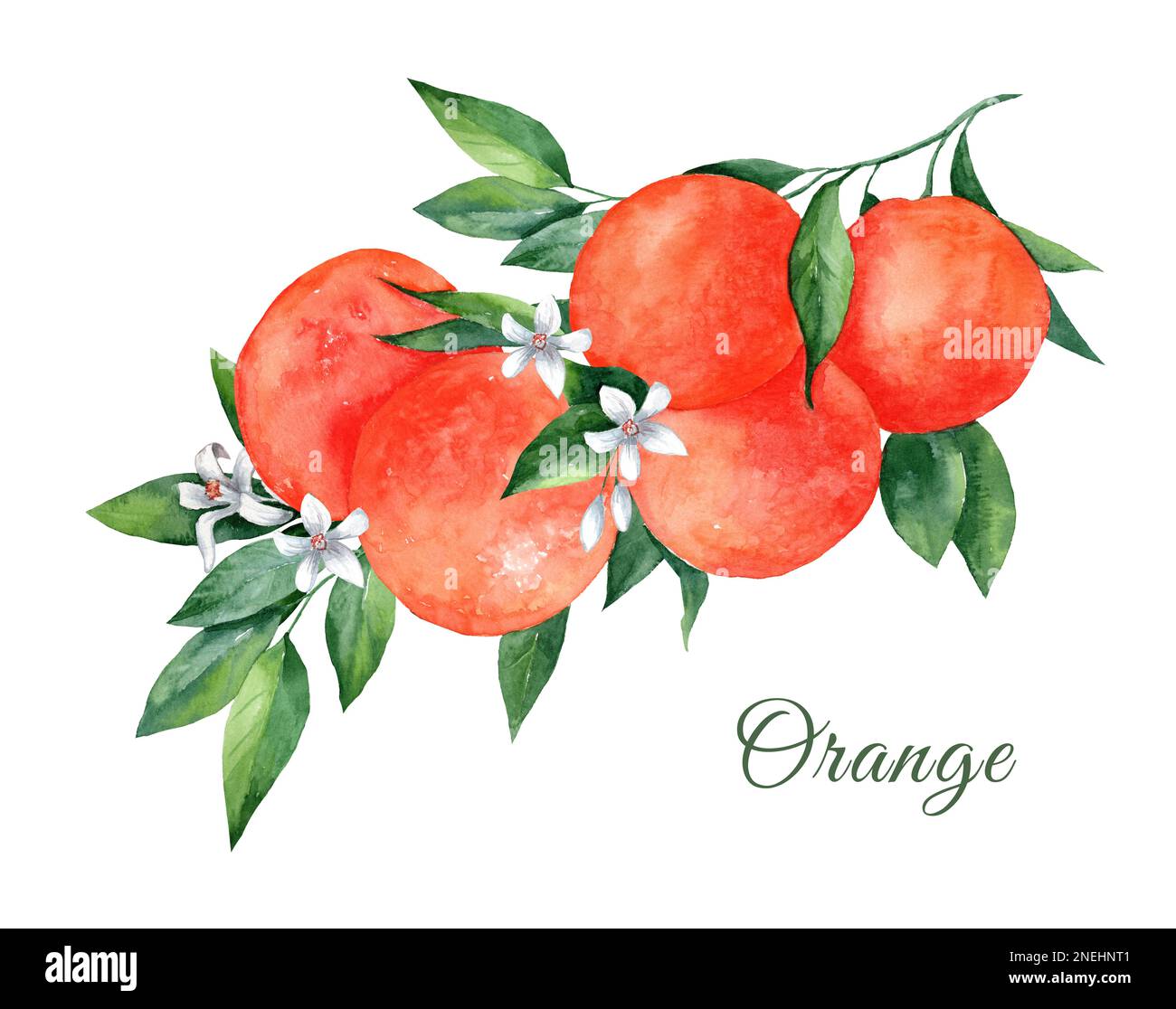 Watercolor botanical illustration of a branch of oranges with fruits ...