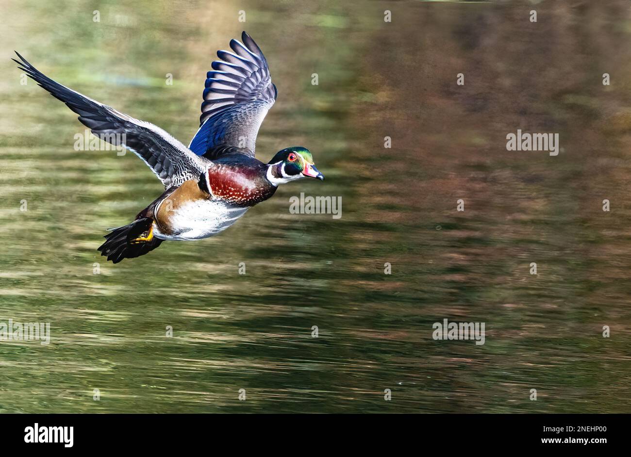 Wood duck in flight Stock Photo - Alamy