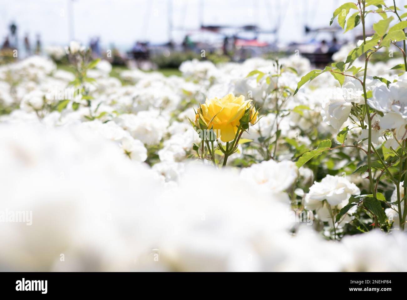 Yellow rose bush growing outside hi-res stock photography and images ...