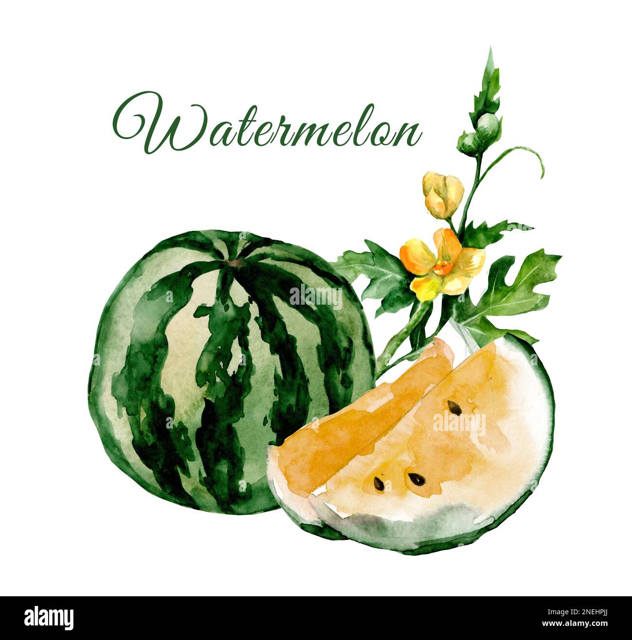 Whole and sliced ripe yellow watermelon with green leaves. Watercolor ...
