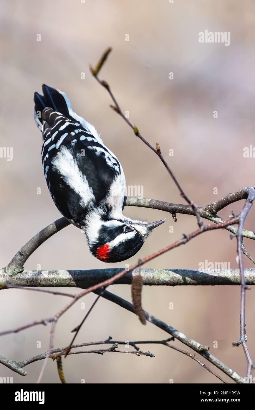 Downy woodpecker foraging Stock Photo - Alamy